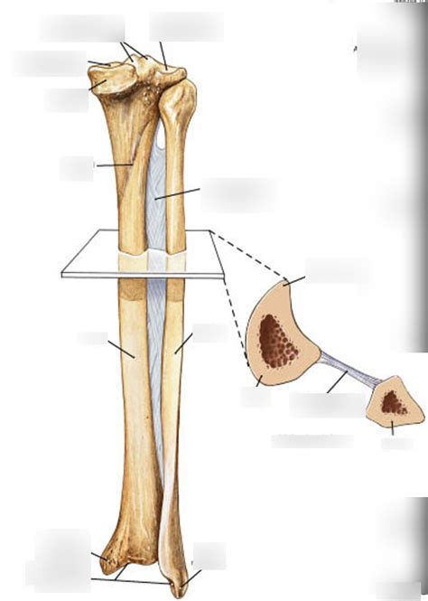Posterior View Of Tibia And Fibula Diagram Quizlet