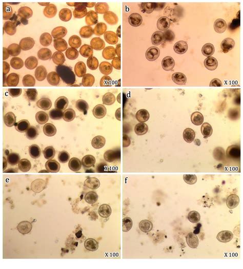 T Vitulorum Eggs A B Embryonated Control Eggs Contained Third Download Scientific Diagram