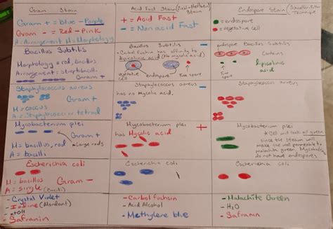 Staphylococcus Epidermidis Endospore Stain