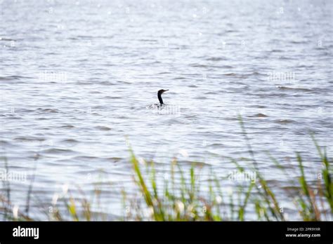 Double Crested Cormorant Swimming Stock Photo Alamy