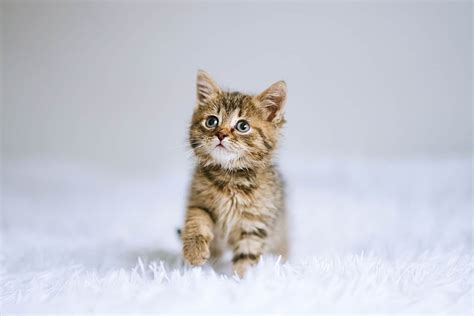 Tabby Cat Growth Chart What To Expect