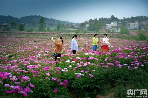 最美四月天赏花正当时 四川中江万亩芍药花绽放 央广网