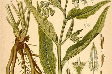 Symphytum Officinale Ufifas Assessment University Of Florida