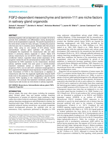 Pdf Fgf2 Dependent Mesenchyme And Laminin 111 Are Niche Factors In