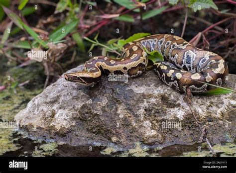 Sumatran Red Blood Python Python Curtis Curtis Commonly Known As Red