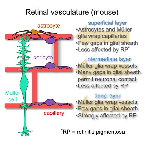 Layer Specific Anatomical And Physiological Features Of The Retinas Neurovascular Unit Current