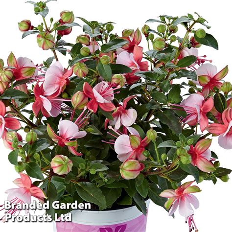 Fuchsia Fuchsita Candy Dobies