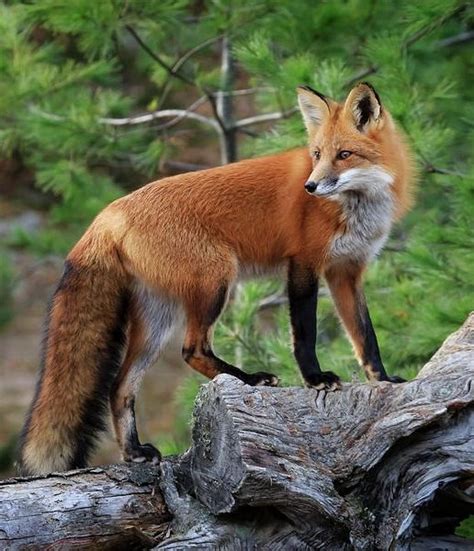 The Beauty Of Wildlife Fox Pictures
