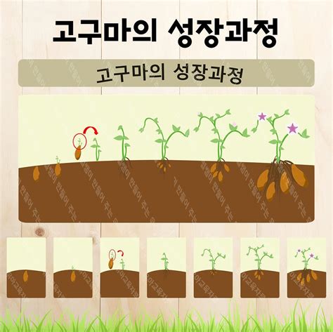 별만자 별만자 🔍야채의 성장과정 👉