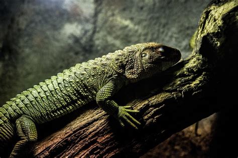 Enhance Your Network Performance With Saas Testing Tools