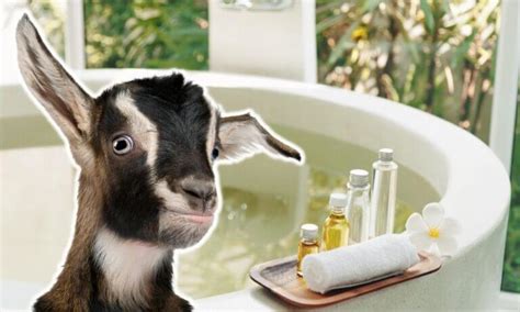 Do Goats Need Baths Answered Goat Owner
