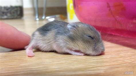 Hamster Sleeping 햄스터 새끼 자는 모습 깨우기 2부 Youtube