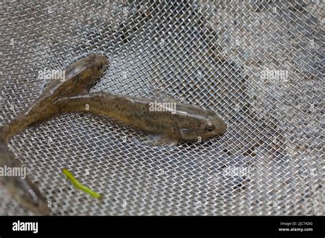 Estuarine Fish Castaway Articles Fishing The Hastings River Port