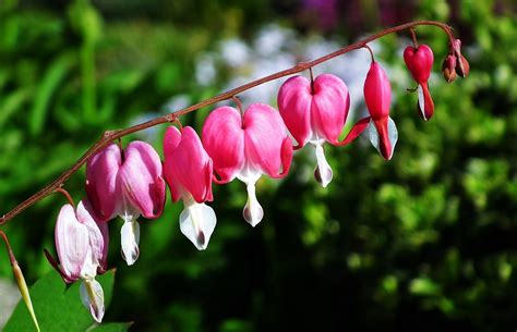 꽃들 출혈 하트 정원 핑크 Pixabay의 무료 사진