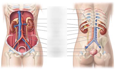 Bio 202 Lab 9 Urinary System 5 Diagram Quizlet