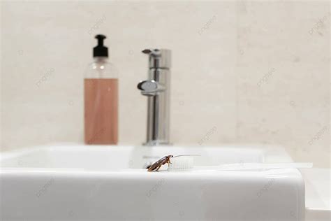 Insect Infestation A Cockroach Found On Bathroom Sink Photo Background
