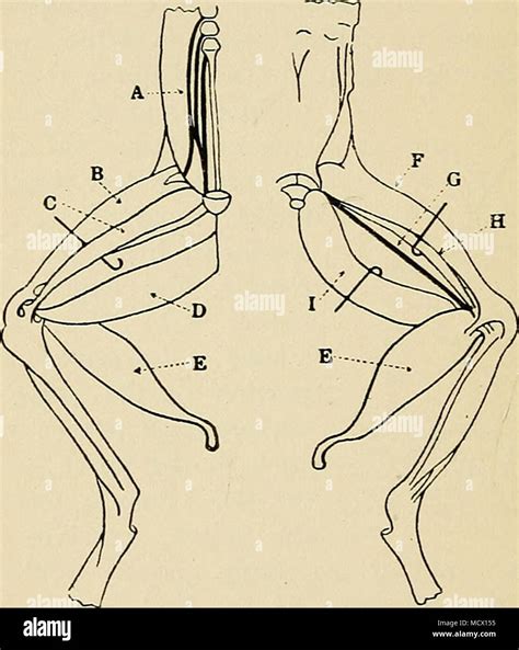 Fig 10 Dissection Ofriglit Leg Of Frog A Sciatic Plexus B