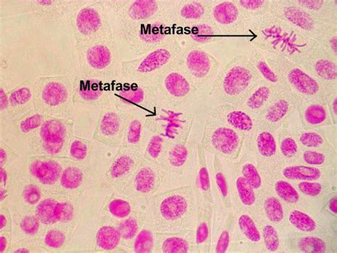 Biologia Mitosi I Meiosi