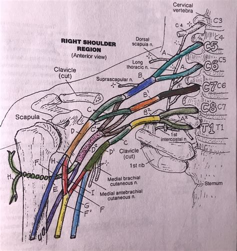 Brachial Plexus Coloring Sheet Diagram Quizlet