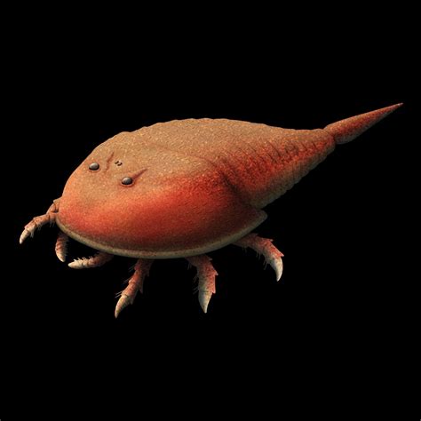 Species New To Science Paleontology • 2023 Hibbertopterus Lamsdelli