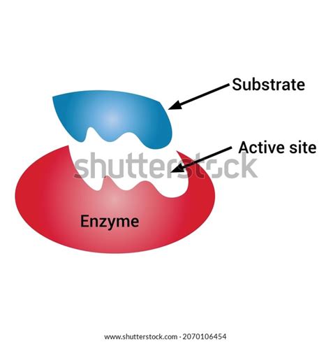Draw And Label The Enzyme Substrate Complex At Manuel Hatchett Blog