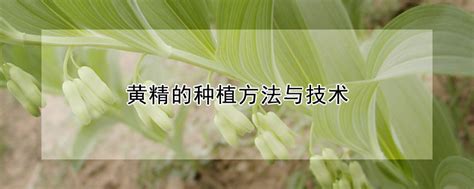 菌草种植技术 发财农业网