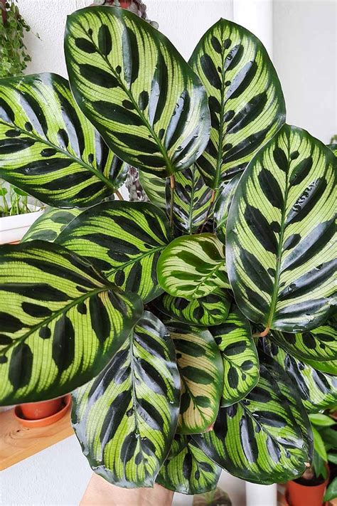 How To Grow And Care For Calathea Peacock Plants Gardeners Path