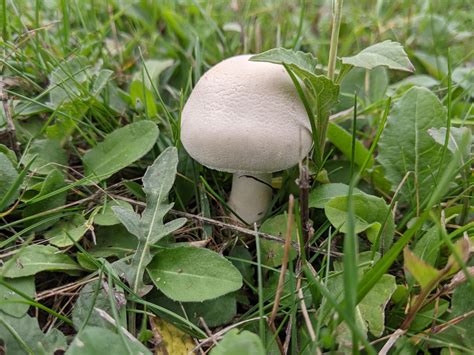 Leucoagaricus Leucothites Guía Completa De Identificación De Hongos