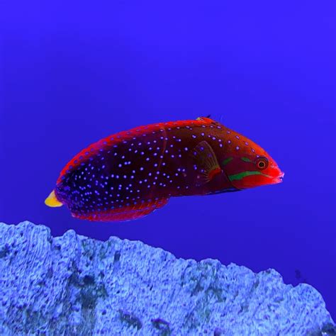 Red Coris Wrasse Aquarium Beauties