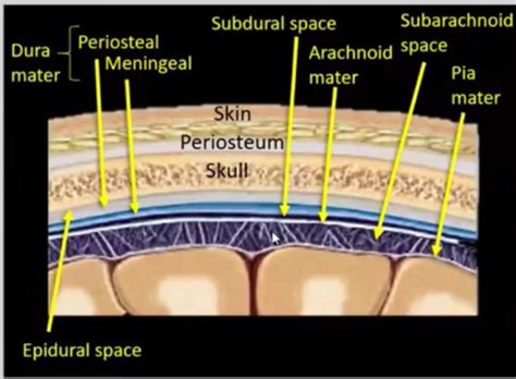 Subdural Space