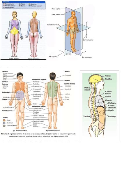 Imágenes Anatomía Aplicada Docsity