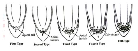 Organization Of Root Apex Apical Cell Theory Histogen Theory Korper