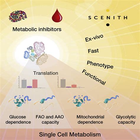 Scenith A Flow Cytometry Based Method To Functionally Profile Energy