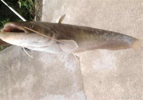 釣魚技巧野釣鲶魚的必殺技 每日頭條