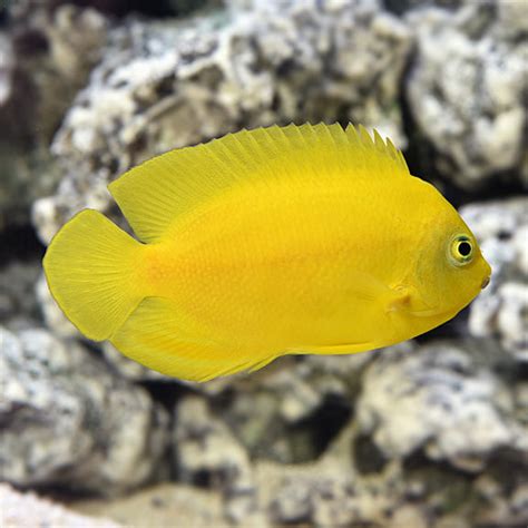 Yellow Saltwater Fish How To Introduce Fish Into An Aquarium