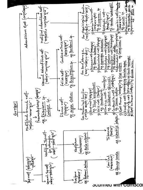 Root Stem Modifications Pdf