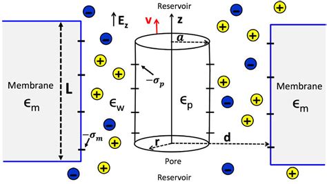 Nanopore Geometry A Cylindrical Polyelectrolyte Of Radius A 1 Nm Download Scientific