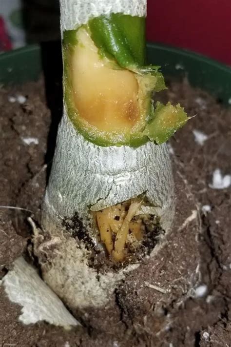 7 Steps To Save Desert Rose From Root Rot Garden For Indoor