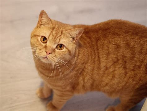 Las 10 Razas De Gatos Naranjas Más Buscadas Por La Originalidad De Su
