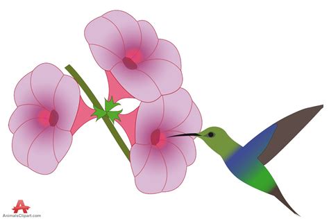 Clip Art Hummingbird And Flower 20 Free Cliparts Download Images On
