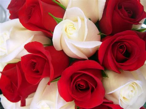 100 Beautiful Rose Pictures