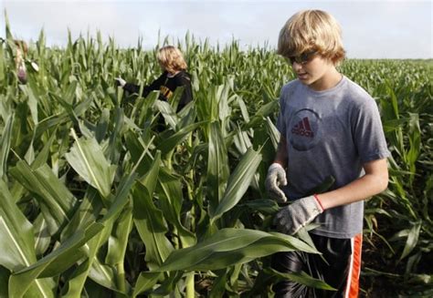 Detasseling Vital For Crop Development Summer Employment