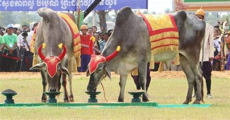 ព្រះរាជពិធីបុណ្យ ច្រត់ព្រះនង្គ័លឆ្នាំនេះ នឹងប្រព្រឹត្តទៅនៅក្រុងច្បារមន ខេត្តកំពង់ស្ពឺ