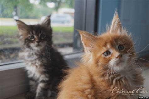 Colossal Cats Maine Coon Kittens On Make A 