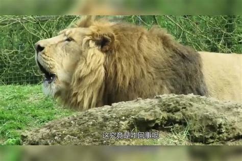 一群狮子躺在马路中间，作死小伙疯狂按喇叭，接下来的画面不敢看小伙马路狮子