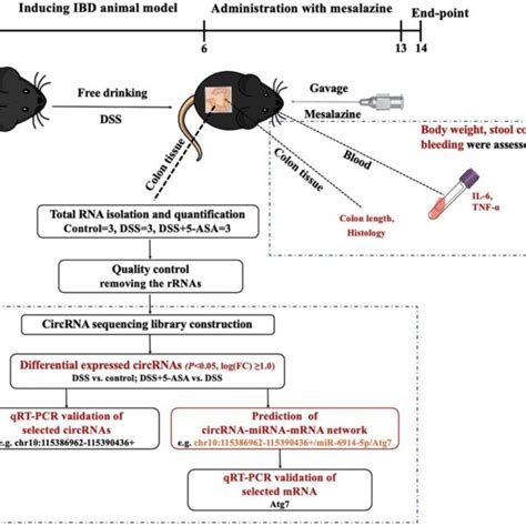 The Workflow Of This Study We First Induced Ibd Mouse Model With Dss
