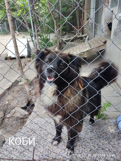 Ангели на четири лапи Ангели на четири лапи Първомай