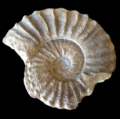 Shell Fossils Identification
