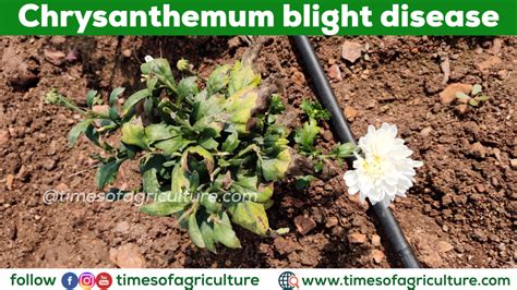 Diseases Of Chrysanthemum At Mitchell Cushing Blog