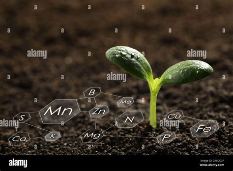 Young Seedling Growing In Soil And Scheme With Chemical Elements Stock